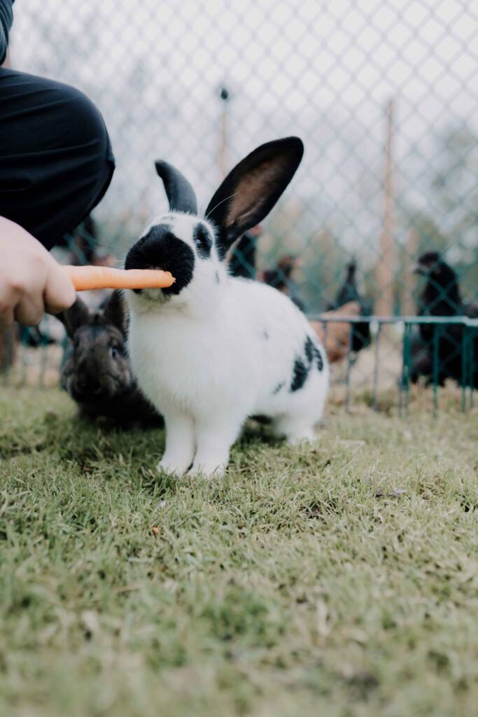 Tierfreundschaften - Hof Kiso